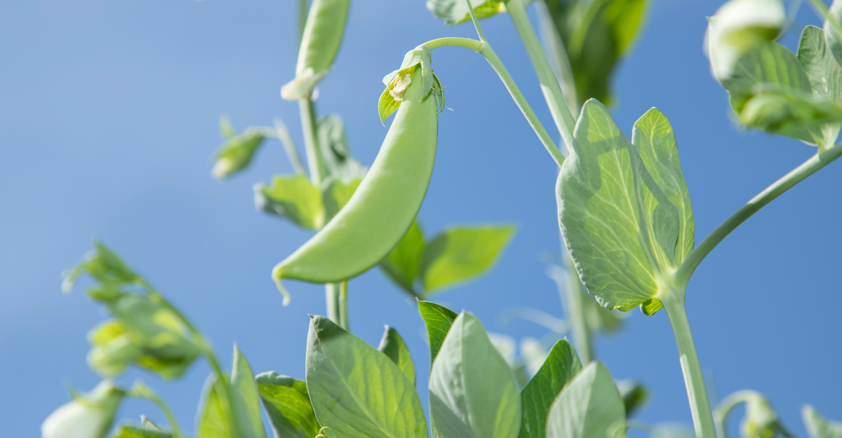Pisello | Sementi Romagna